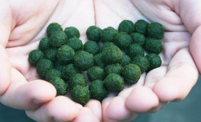 Cladophora o Marimo: tutto sull'alga a palla - Acquario.net