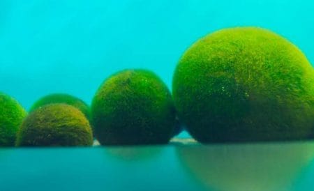Cladophora o Marimo: tutto sull'alga a palla - Acquario.net
